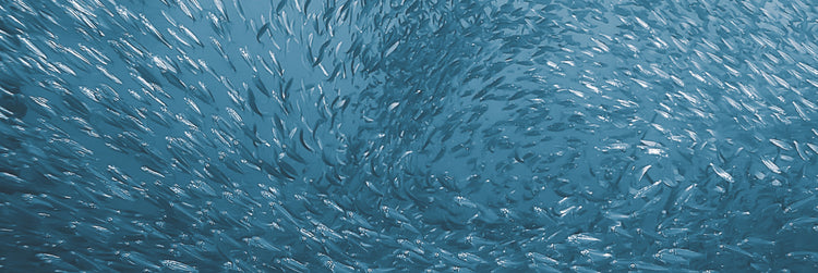 California Fish Grill Casual Kitchen